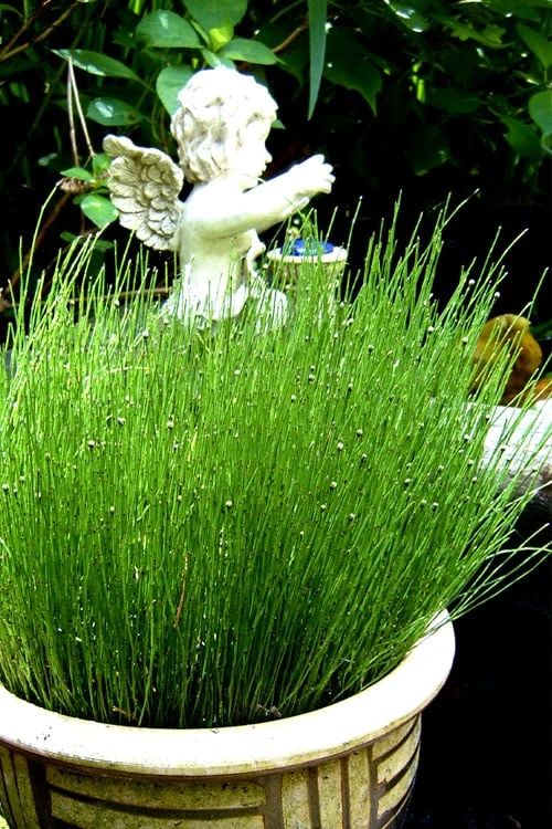 Versatile Dwarf Horsetail Reed Grass (Equisetum Scirpoides) - 1 Gallon ...